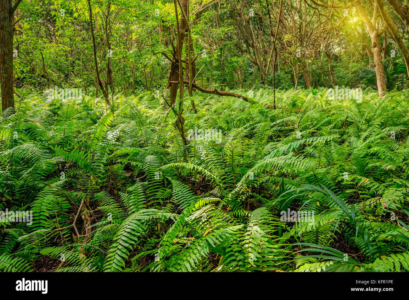 Scenic view of beautiful African jungle with lush foliage Stock Photo ...