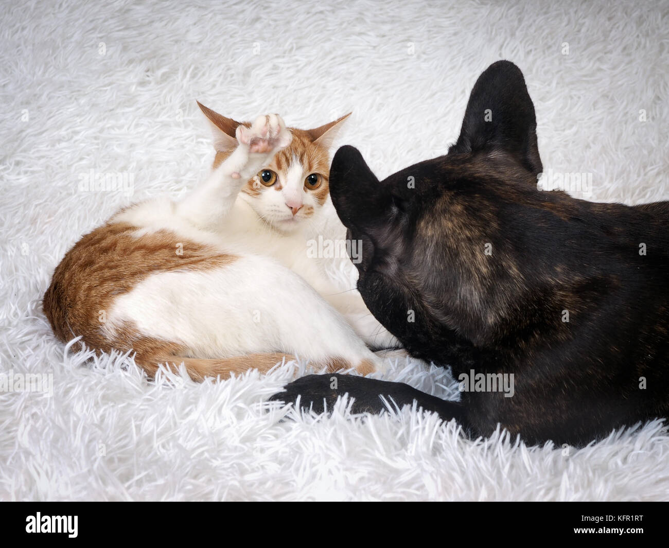 Fight cat dog Stock Photo - Alamy