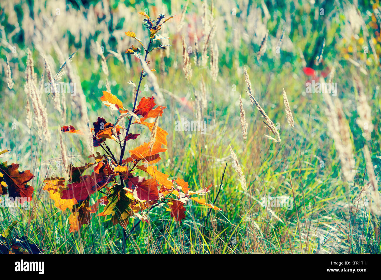 Little Oak tree with orange leaves in the forest in autumn Stock Photo ...