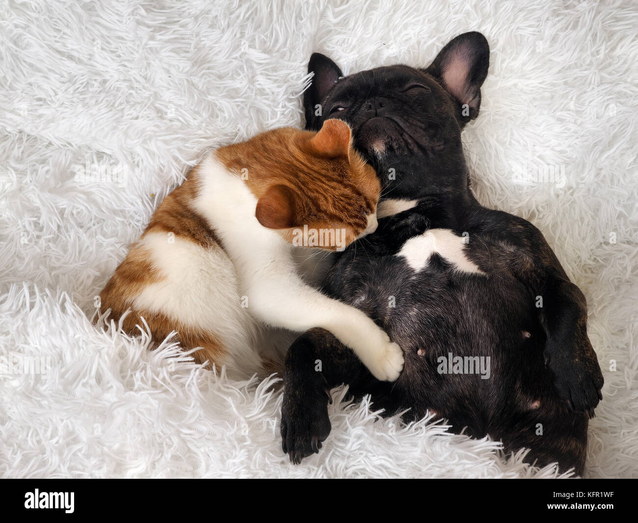 The cat affectionately hugging a sleeping dog Stock Photo - Alamy