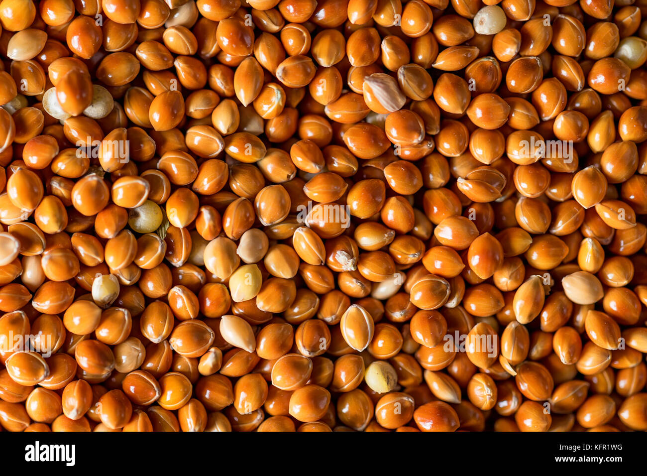 Close-up texture made of natural proso millet grains for background ...