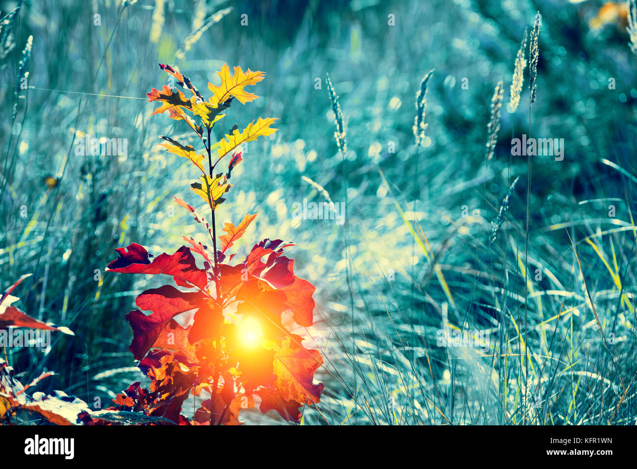 Little oak tree hi-res stock photography and images - Alamy