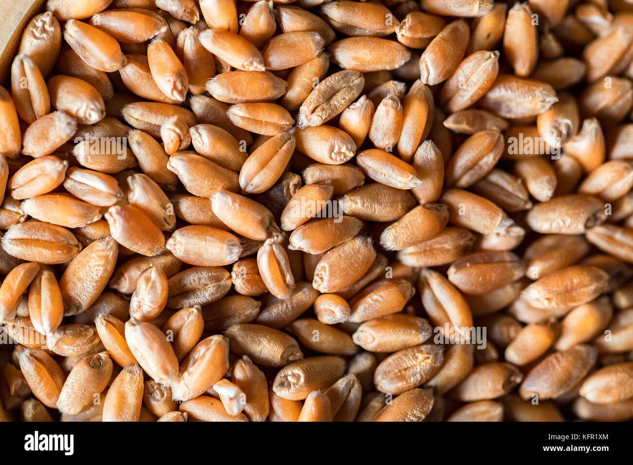 Close-up texture made of natural wheat grains for background Stock ...
