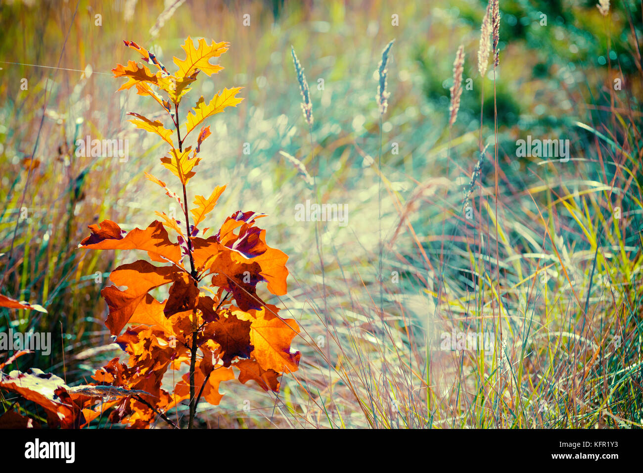 Little oak tree hi-res stock photography and images - Alamy