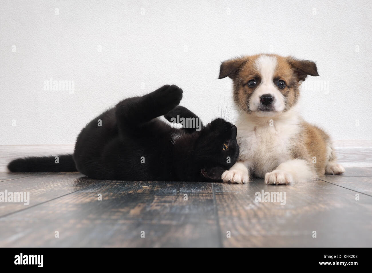 Funny puppy and cat on the floor Stock Photo - Alamy