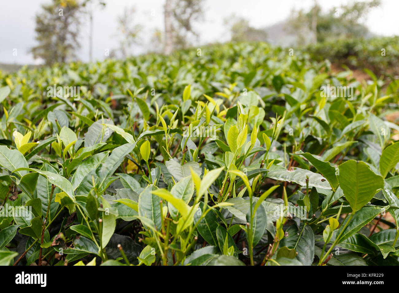 Tea plantation, Sri Lanka Stock Photo - Alamy