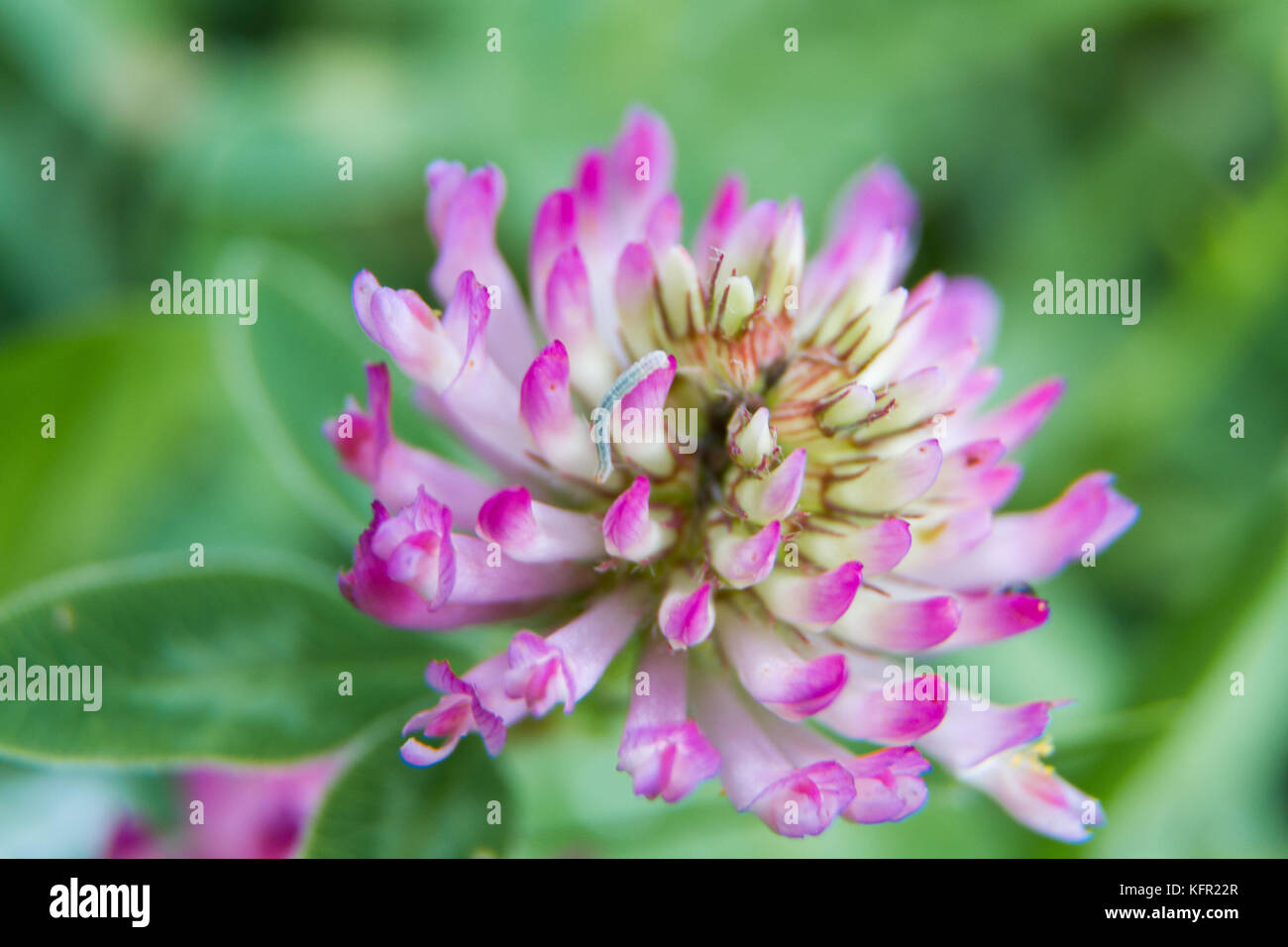 Wiesen klee hi-res stock photography and images - Alamy