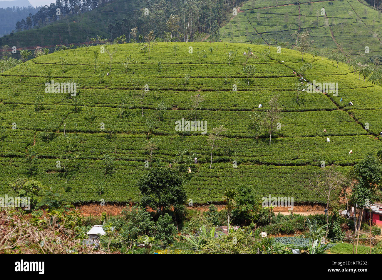 Lipton green tea hi-res stock photography and images - Alamy