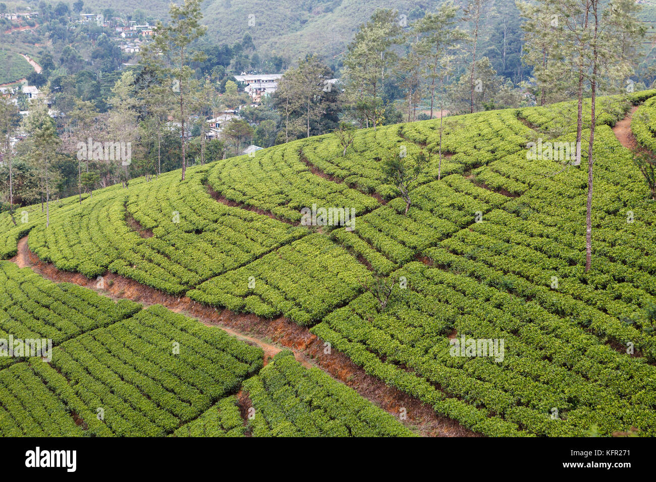 Tea plantation sri lanka hi-res stock photography and images - Alamy