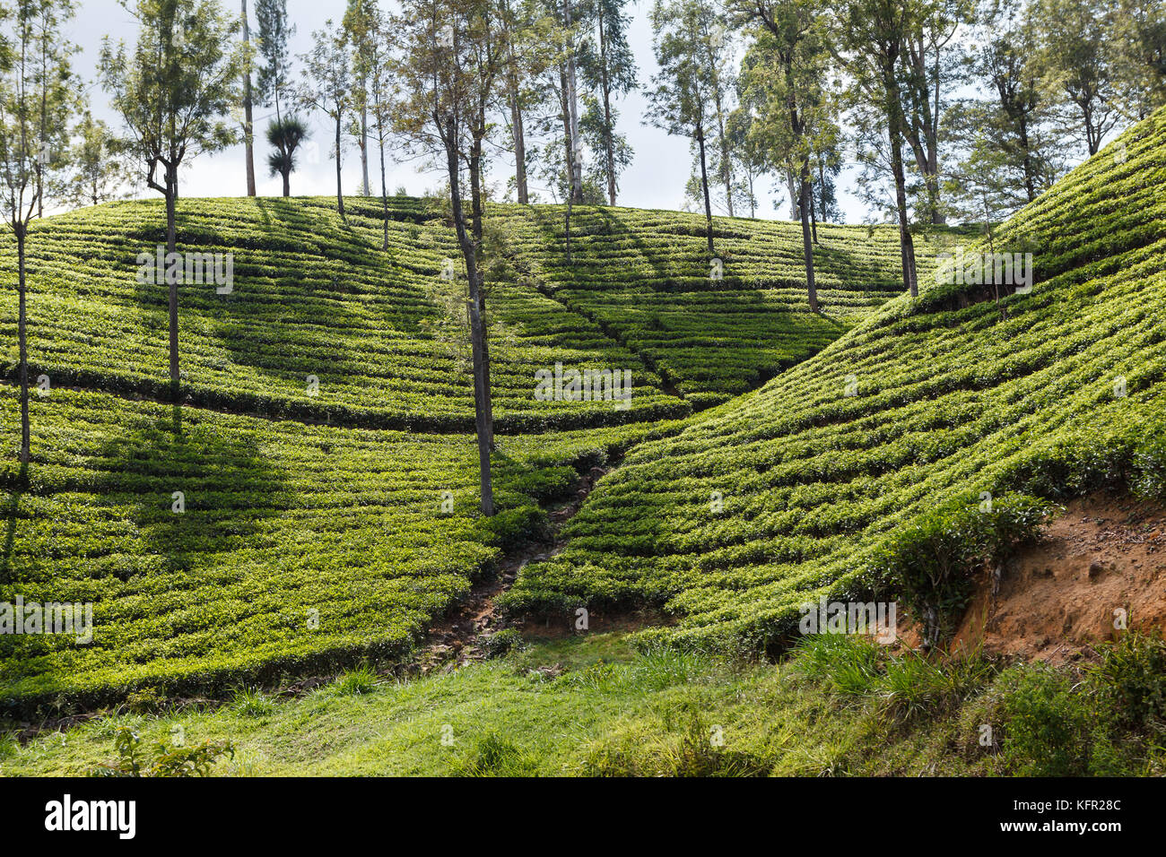 Tea plantation, Sri Lanka Stock Photo - Alamy
