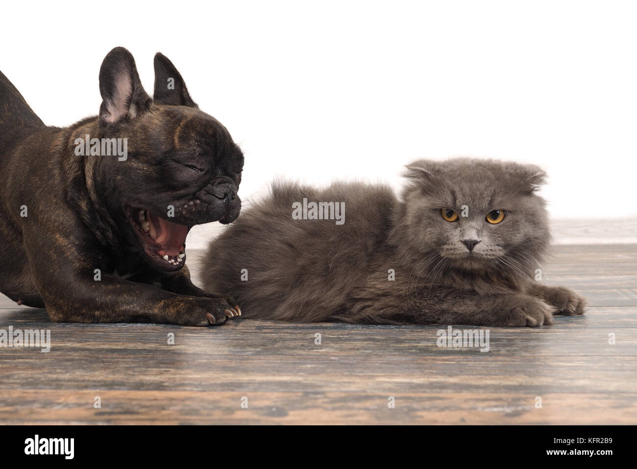 Cat scared of dog hi-res stock photography and images - Alamy