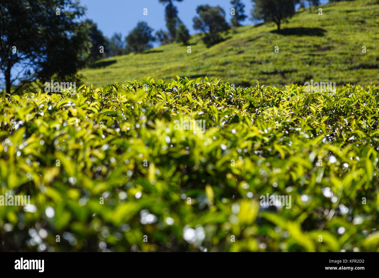 Tea plantation, Sri Lanka Stock Photo - Alamy
