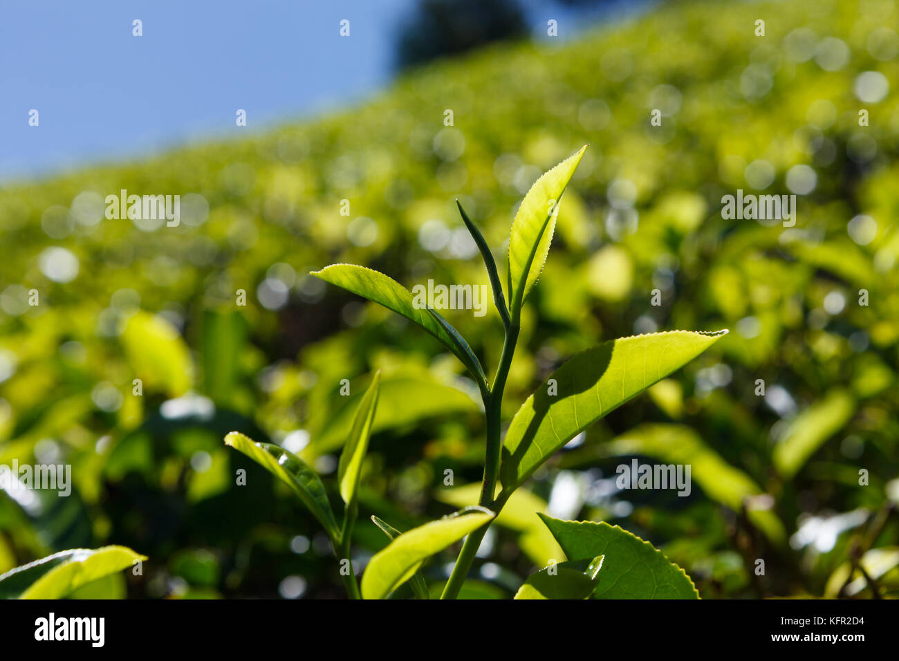 Tea plantation sri lanka hi-res stock photography and images - Alamy