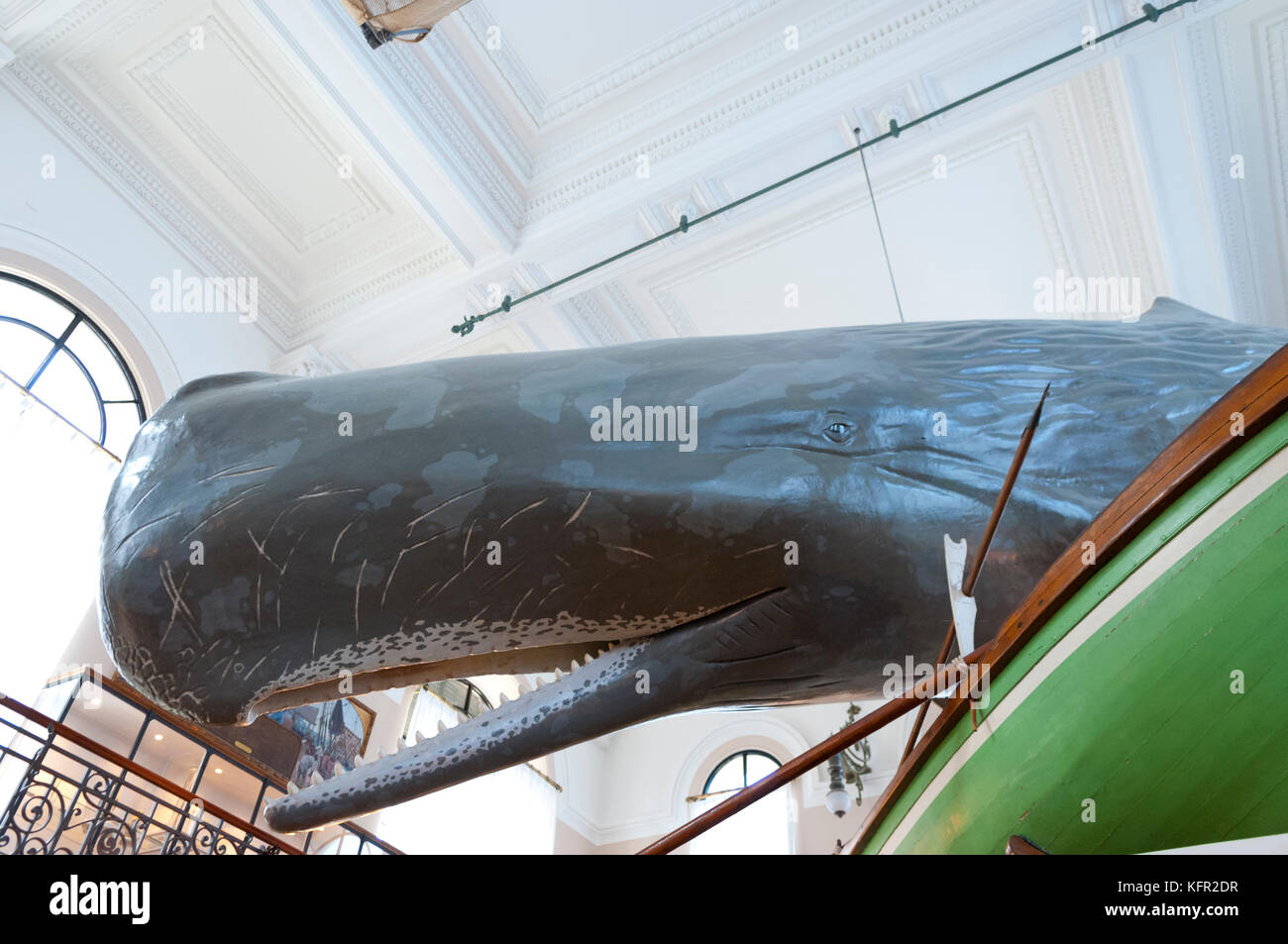 Large whale model hanging from the ceiling in Monaco Ocean Museum Stock ...
