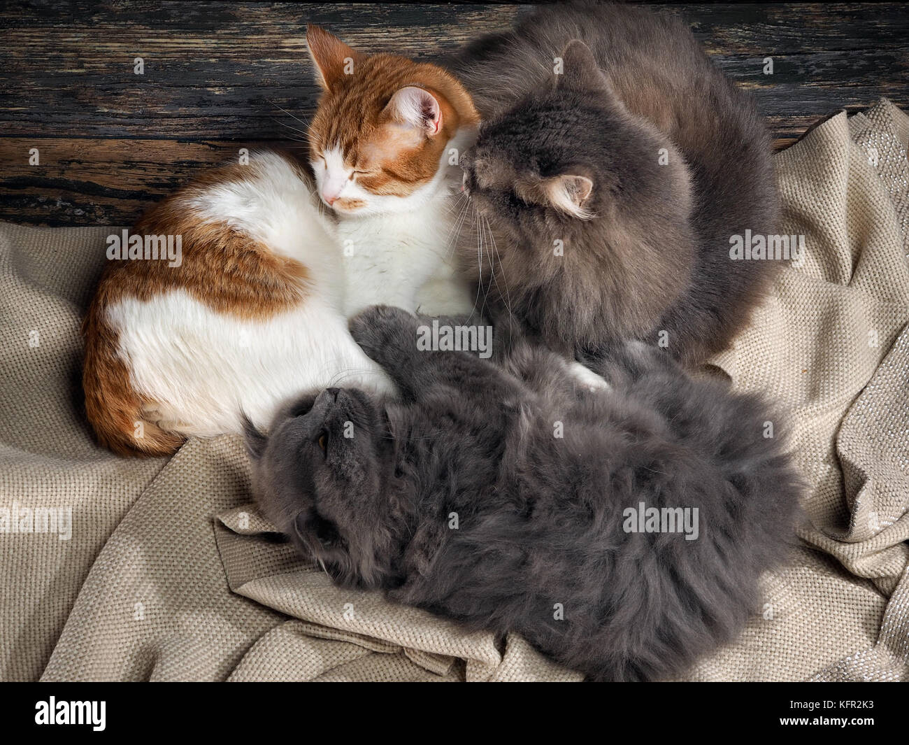 Three different cats sleeping together, hugging each other Stock Photo ...