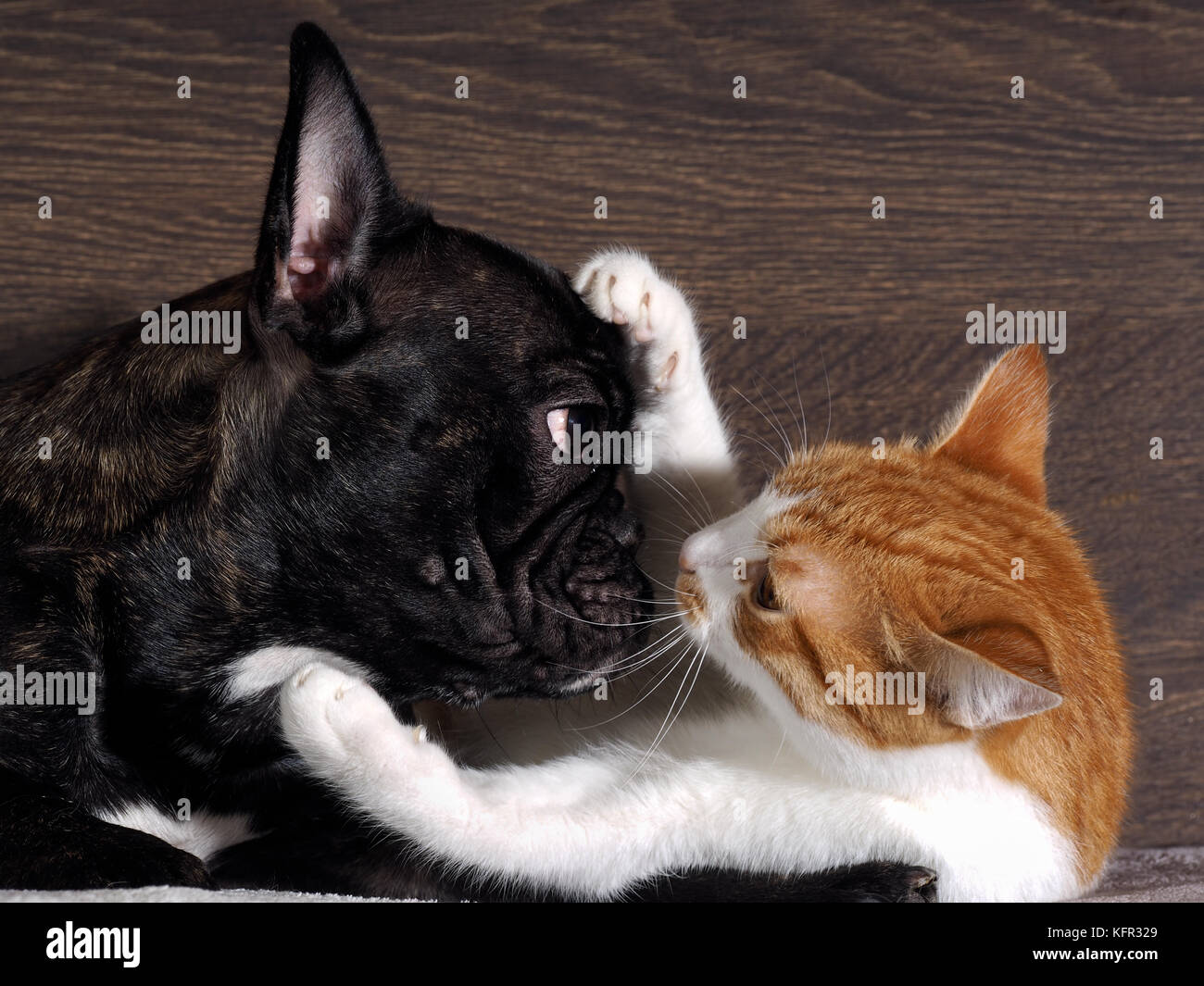 Small white-and-red cat embraces a large black dog's face Stock Photo ...