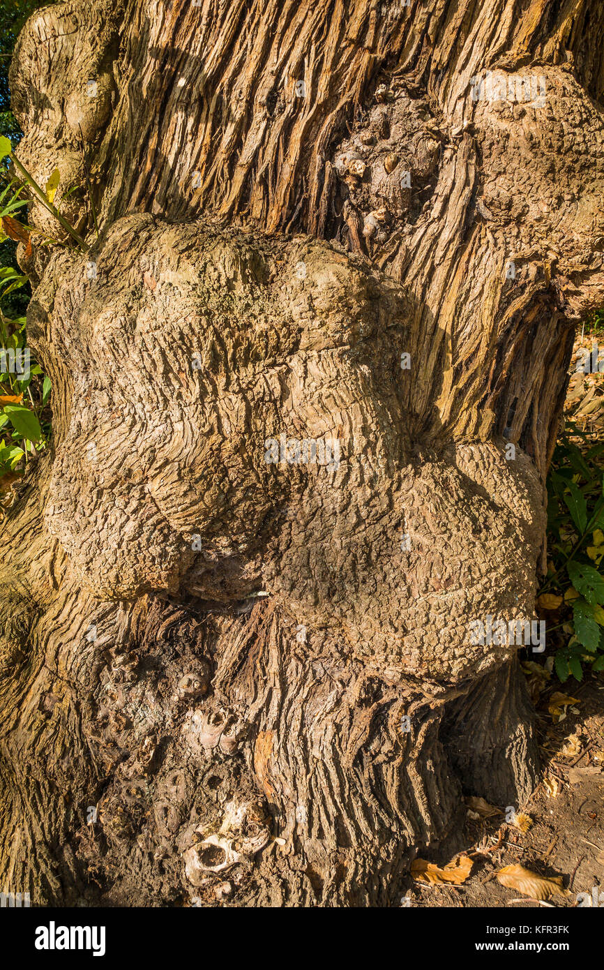 Gnarled Tree Trunk,Bark,Close Up Stock Photo - Alamy