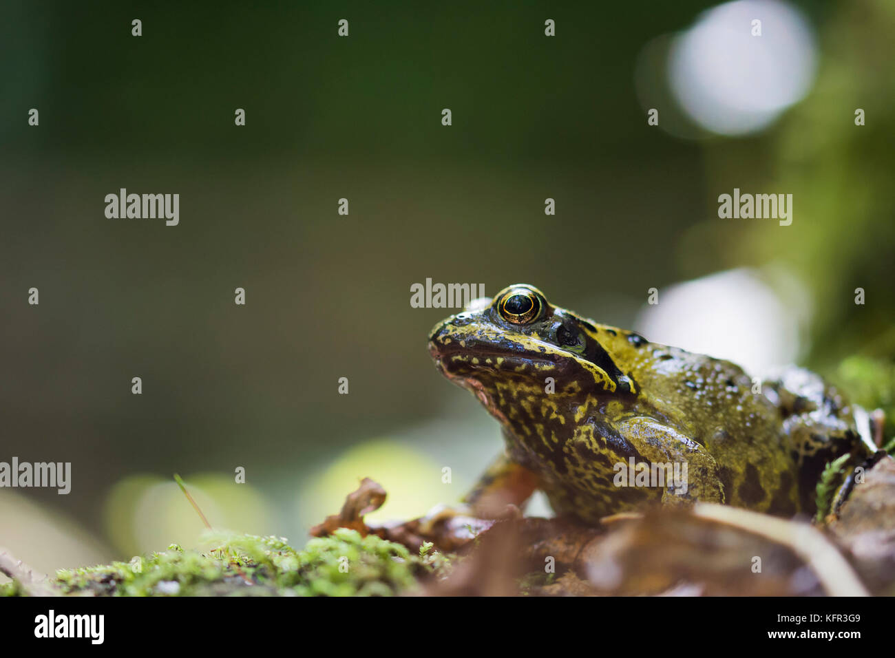 Common garden Frog 'Rana Temporaria' sitting on autumn tree leaves and ...