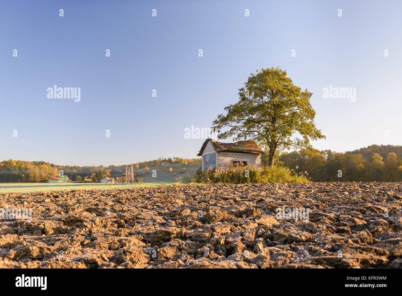 Abandoned shack, barn in the field at sunrise with tree next to it ...