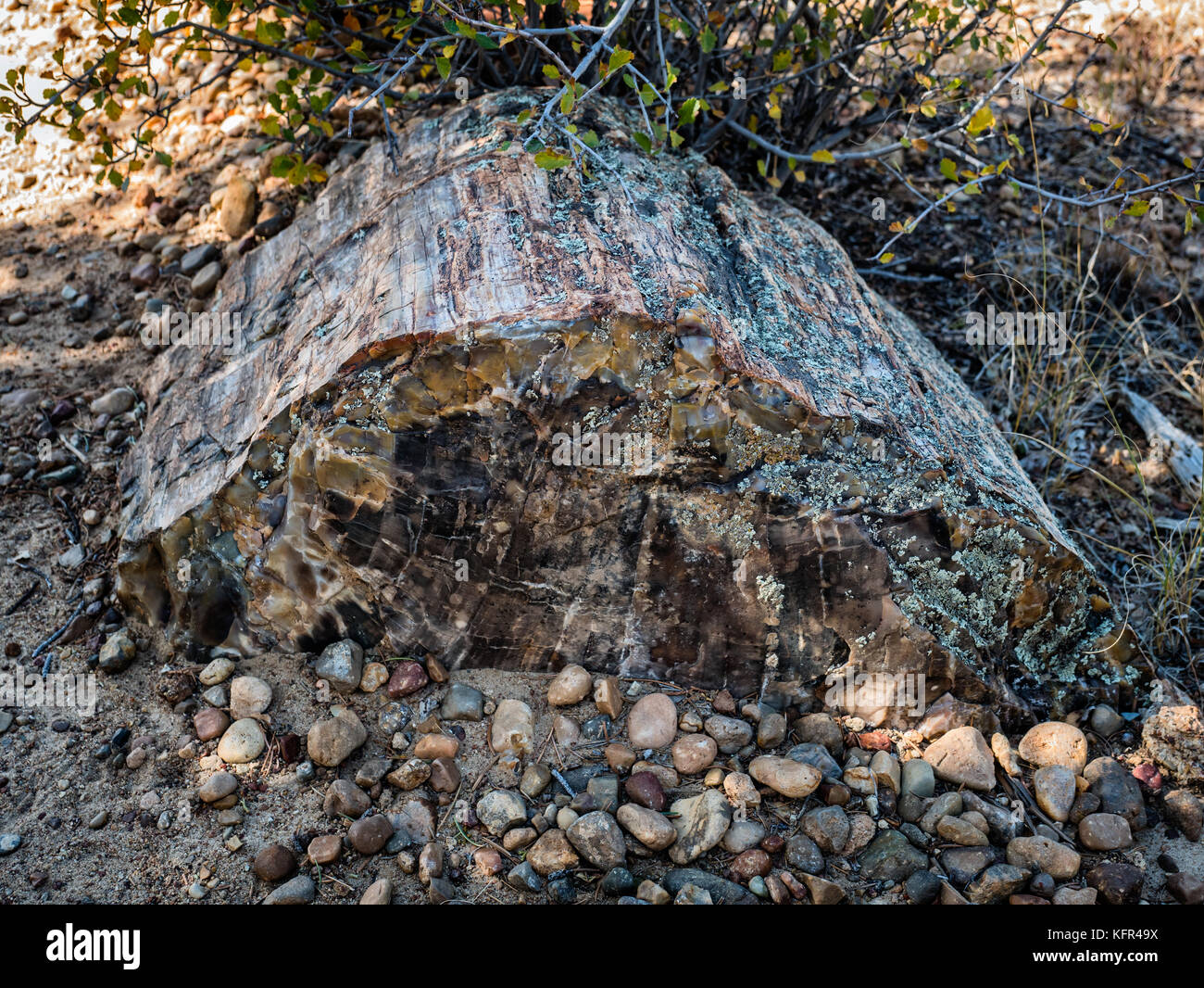 Petrified wood in Escalante Petrified Forest State Park in Utah US ...