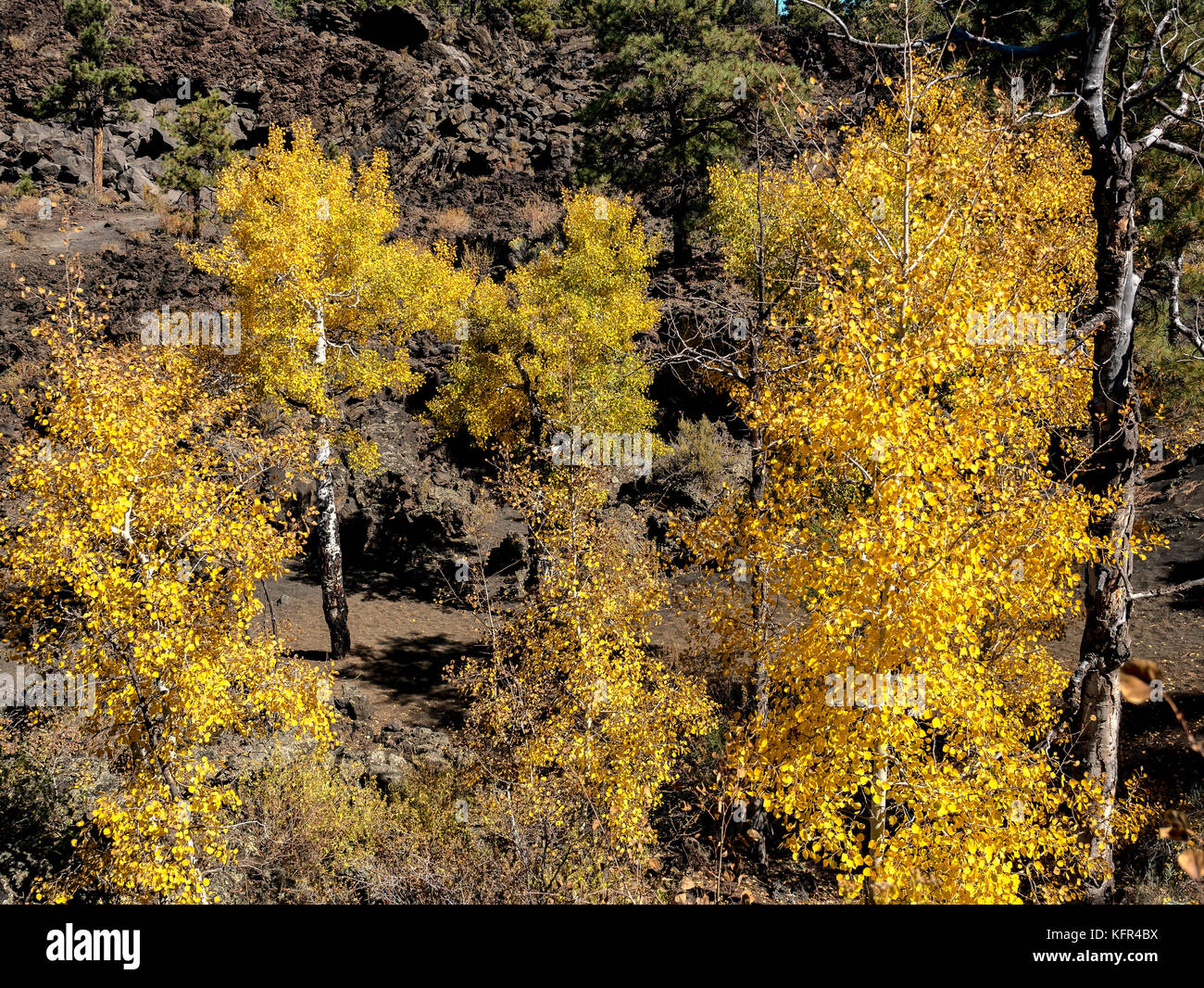 Sunset Crater lava flow autumn leaves, Flagstaff Arizona US Stock Photo ...