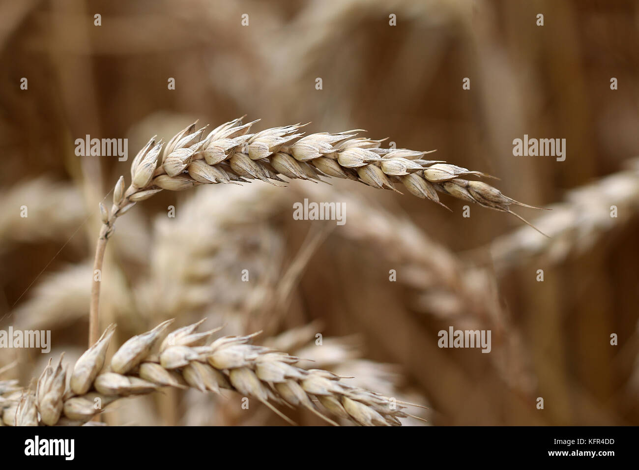 Agriculture / Harvest / Spikes in the field Stock Photo - Alamy