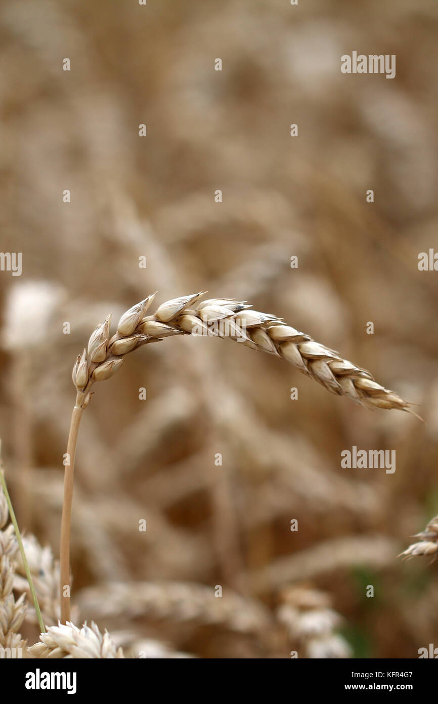 Agriculture / Harvest / Spikes in the field Stock Photo - Alamy