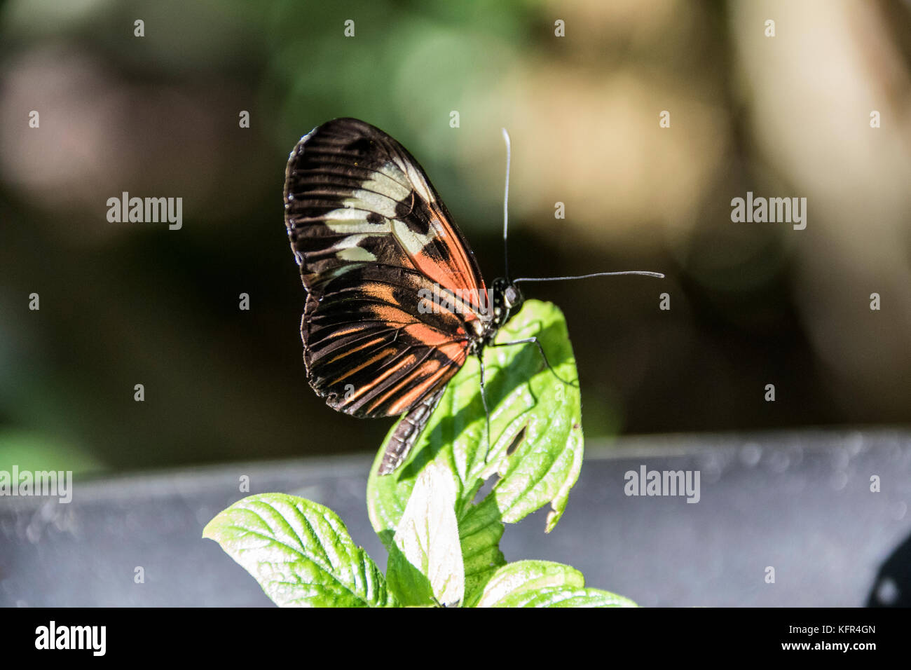 Butterfly Landed on a Leaf Stock Photo - Alamy