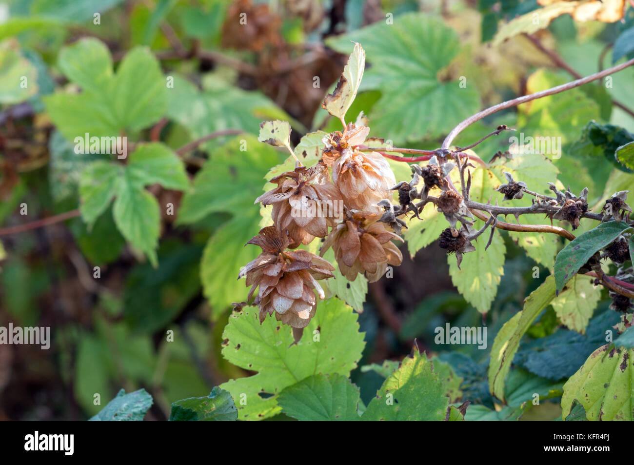 Wild hop humulus lupulus hi-res stock photography and images - Alamy