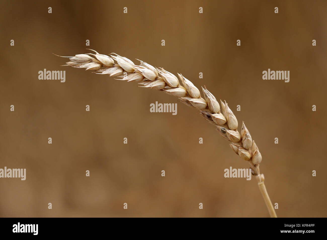 Agriculture / Harvest / Spikes in the field Stock Photo - Alamy