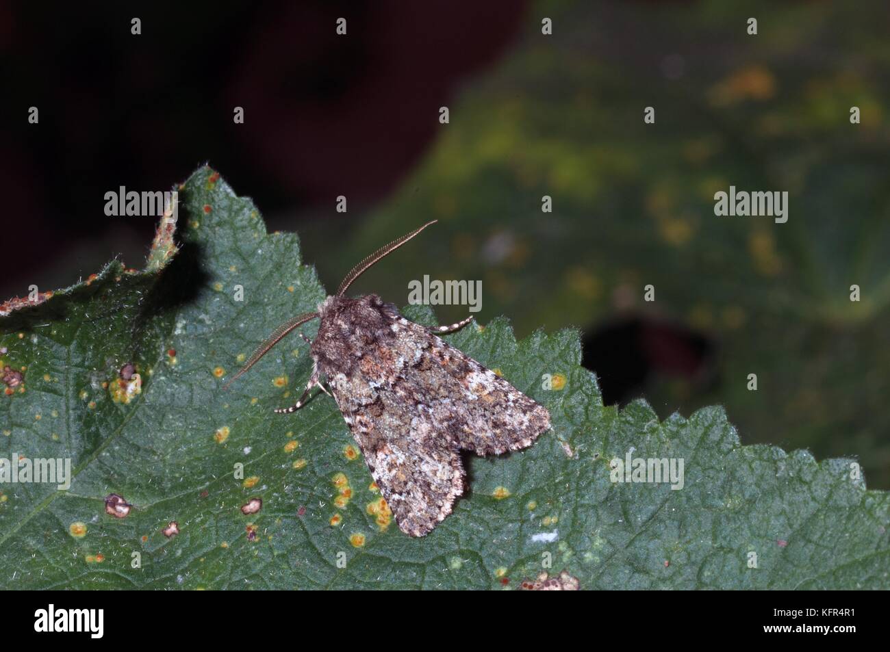 Feathered ranunculus moth Stock Photo - Alamy