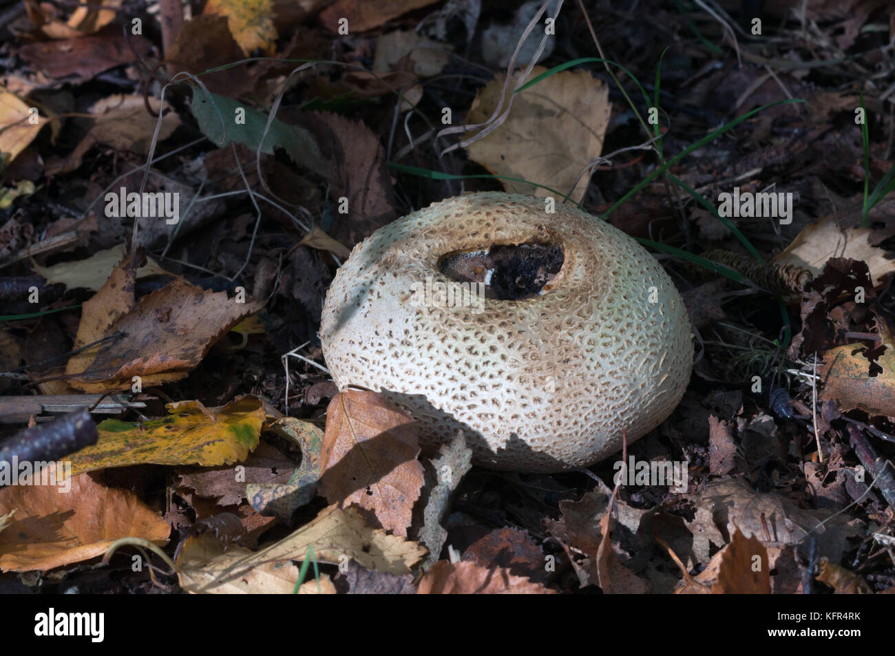 Leopard Earthball Fungus High Resolution Stock Photography and Images ...