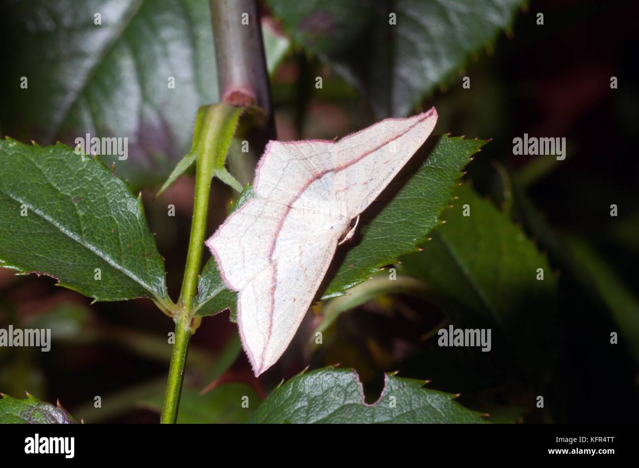 Blood vein moth hi-res stock photography and images - Alamy