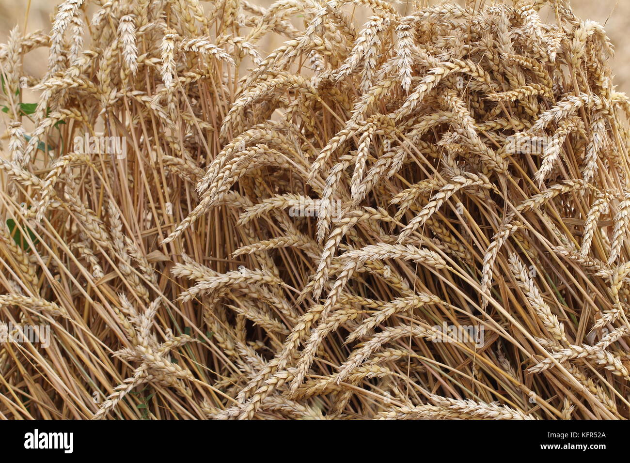 Agriculture / Harvest / Spikes in the field Stock Photo - Alamy