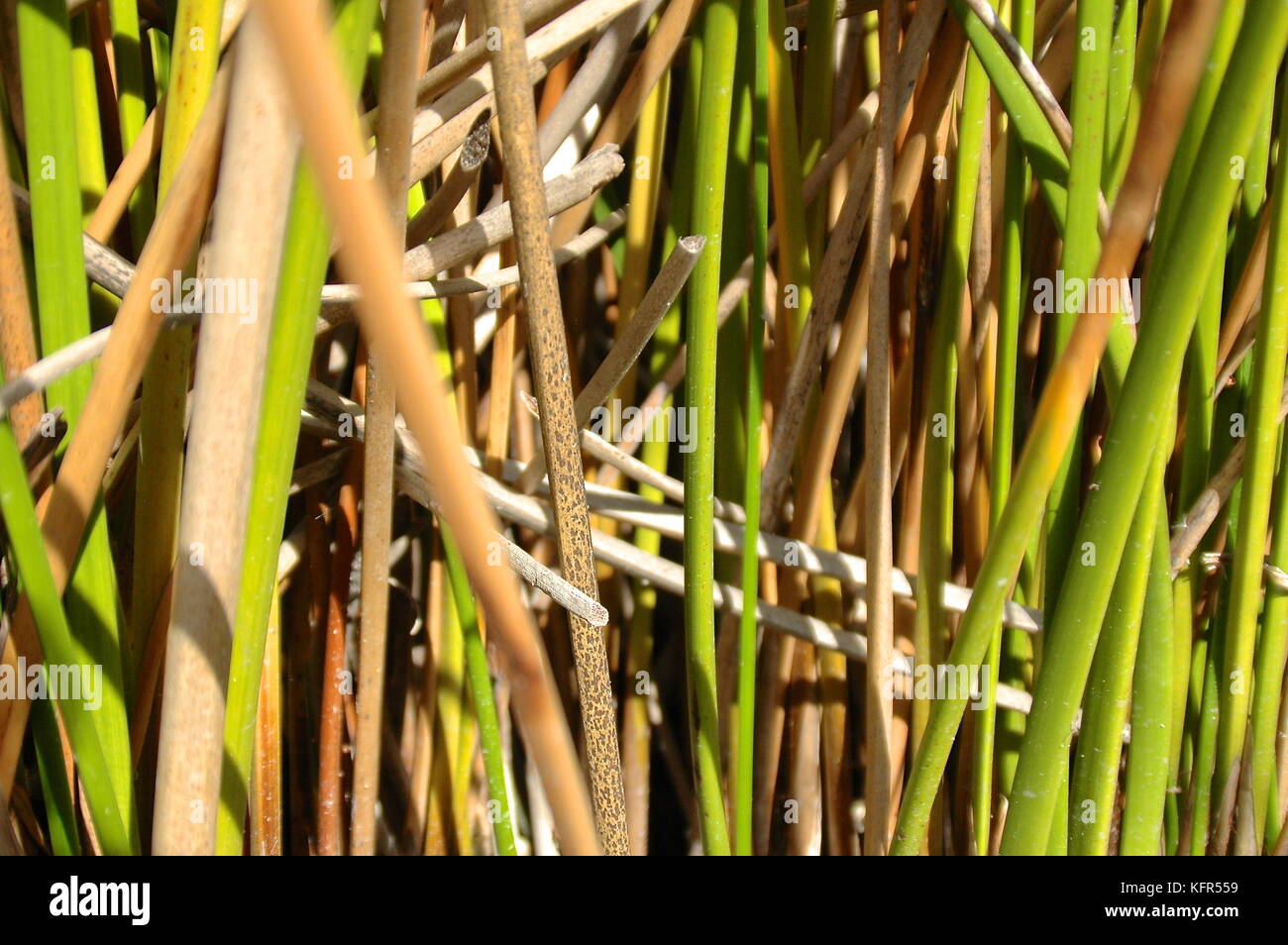 California bulrush hi-res stock photography and images - Alamy