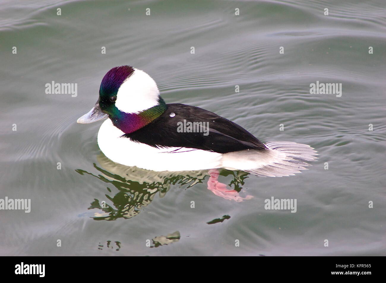 Male bufflehead duck in hi-res stock photography and images - Alamy