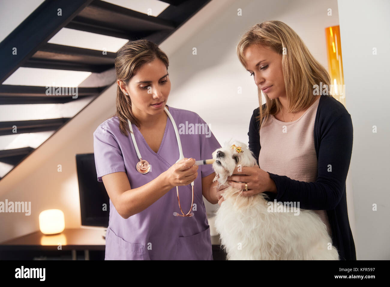 Vet And Dog Owner Giving Medicine Drug To Dog Stock Photo - Alamy