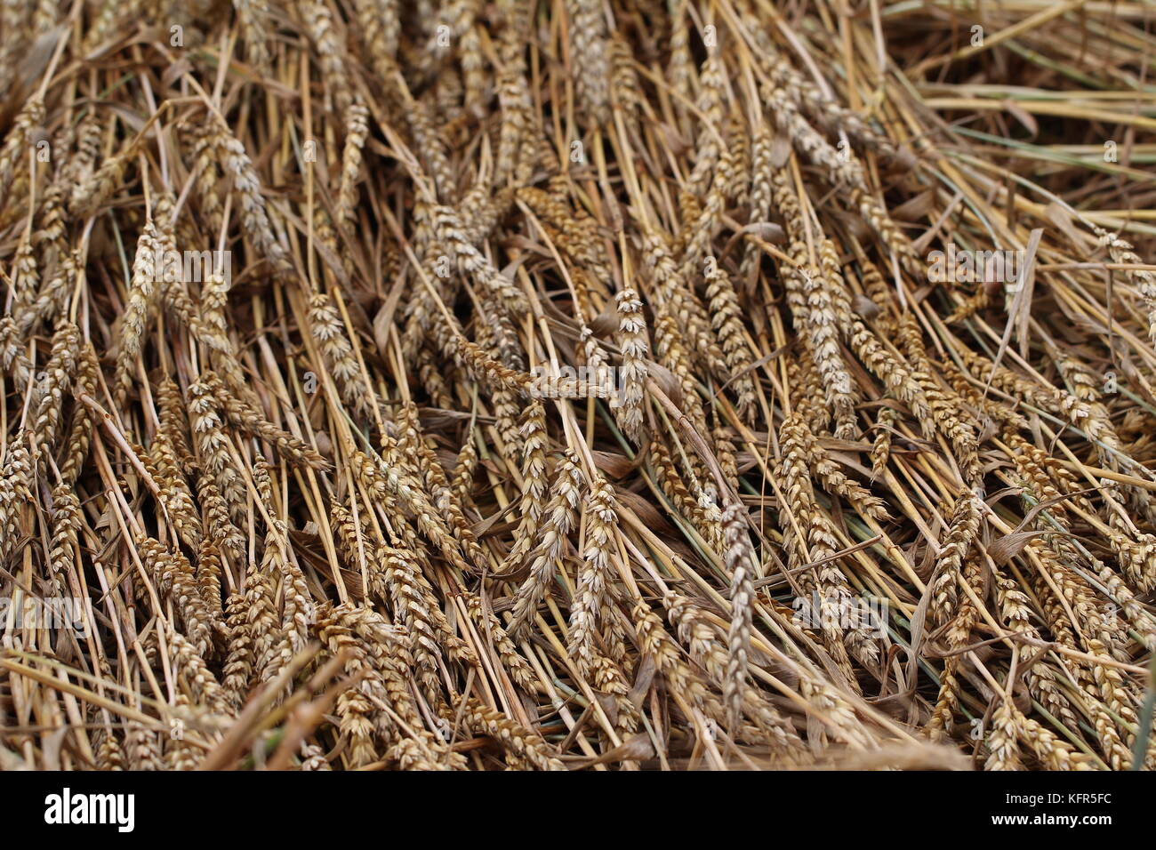 Agriculture / Harvest / Spikes in the field Stock Photo - Alamy