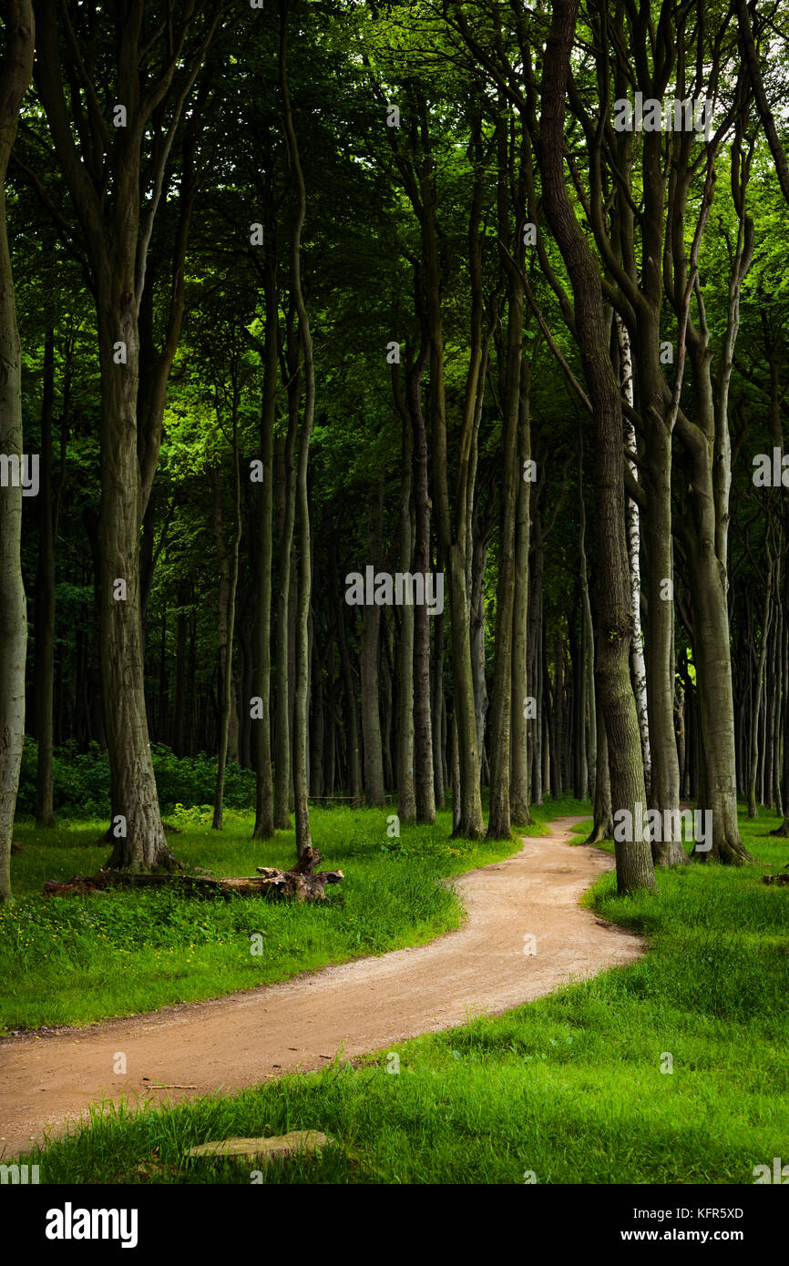Winding path through a dark forest Stock Photo - Alamy