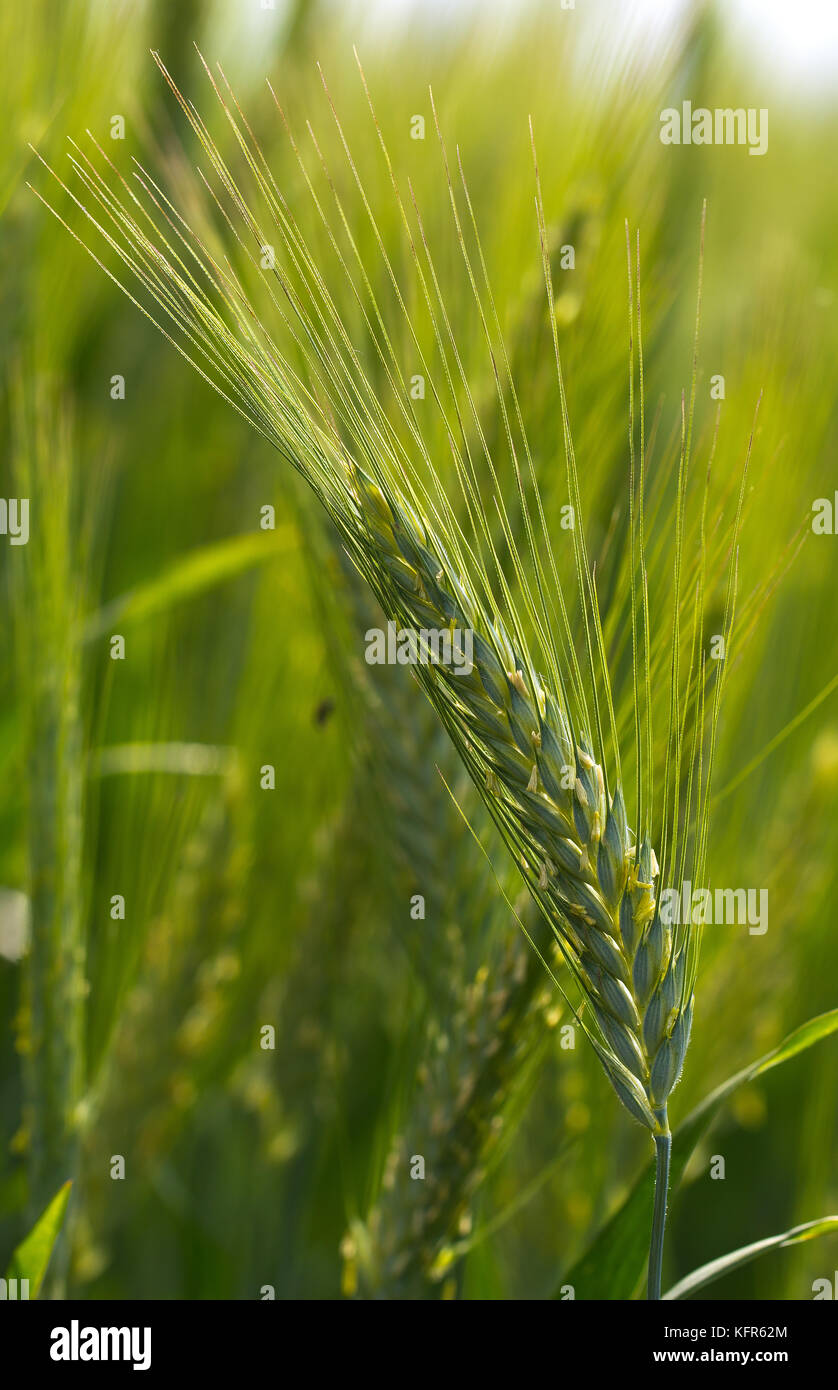 Agriculture / Harvest / Spikes in the field Stock Photo - Alamy