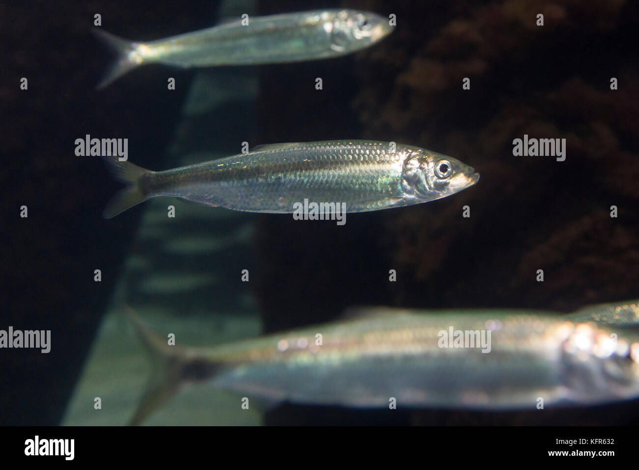 Hering, Heringe, Atlantischer Hering, Clupea harengus, Atlantic herring ... Hering, Heringe, Atlantischer Hering, Clupea harengus, Atlantic herring ...