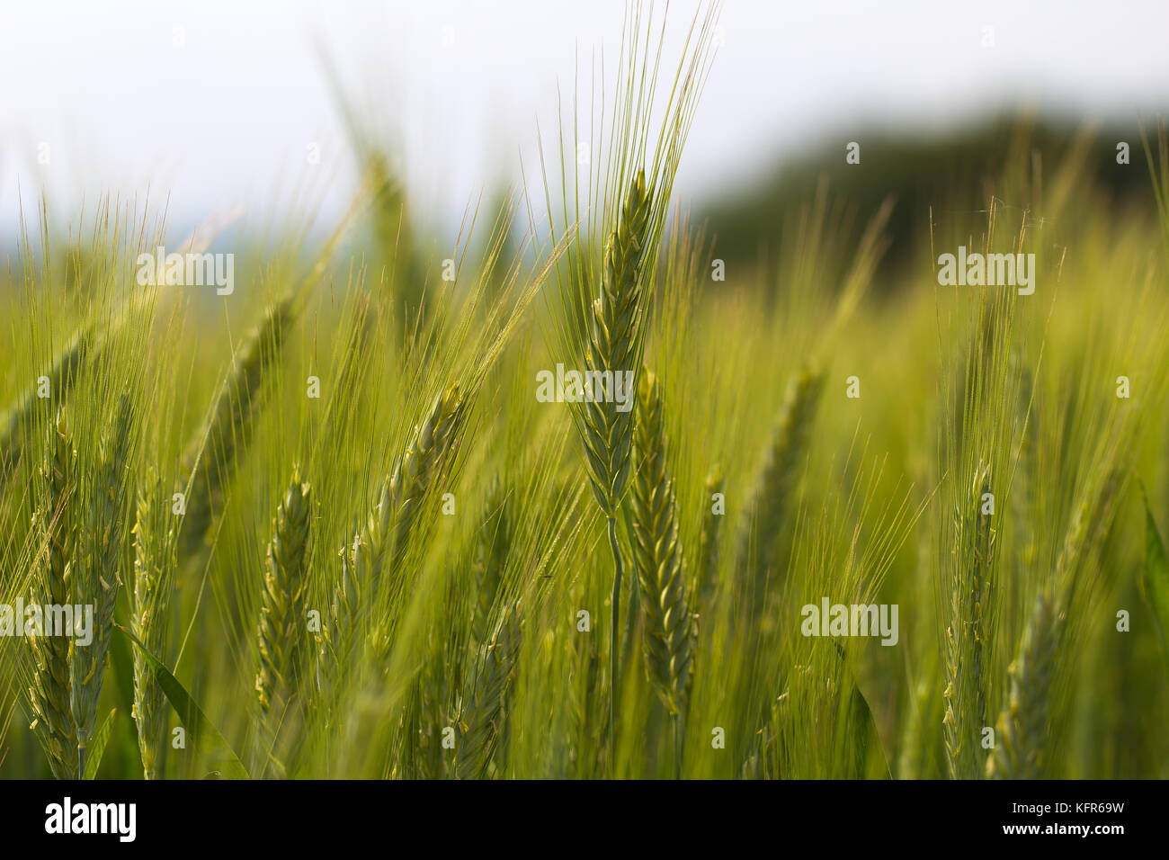 Agriculture / Harvest / Spikes in the field Stock Photo - Alamy