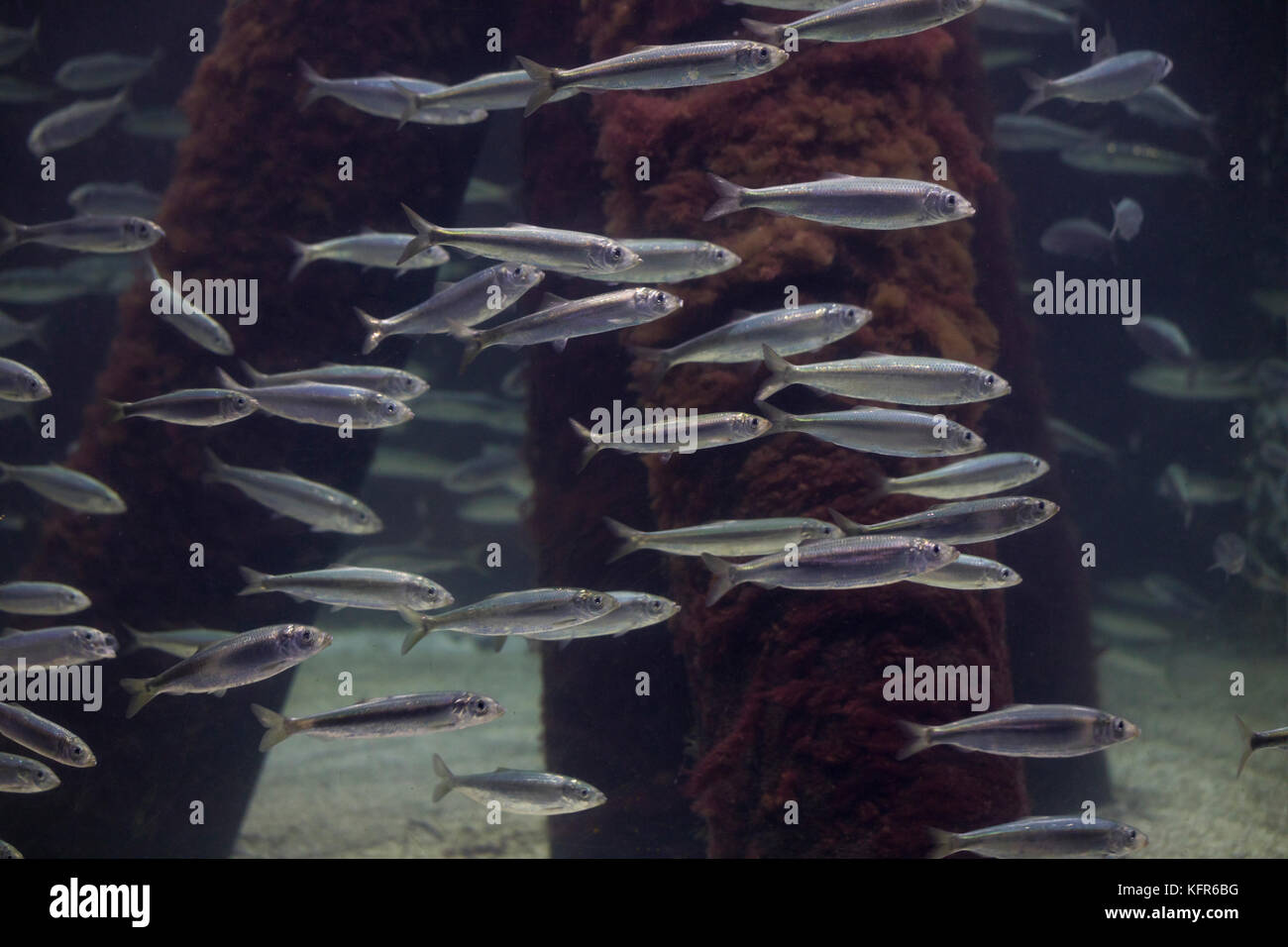 Clupea herring hi-res stock photography and images - Alamy