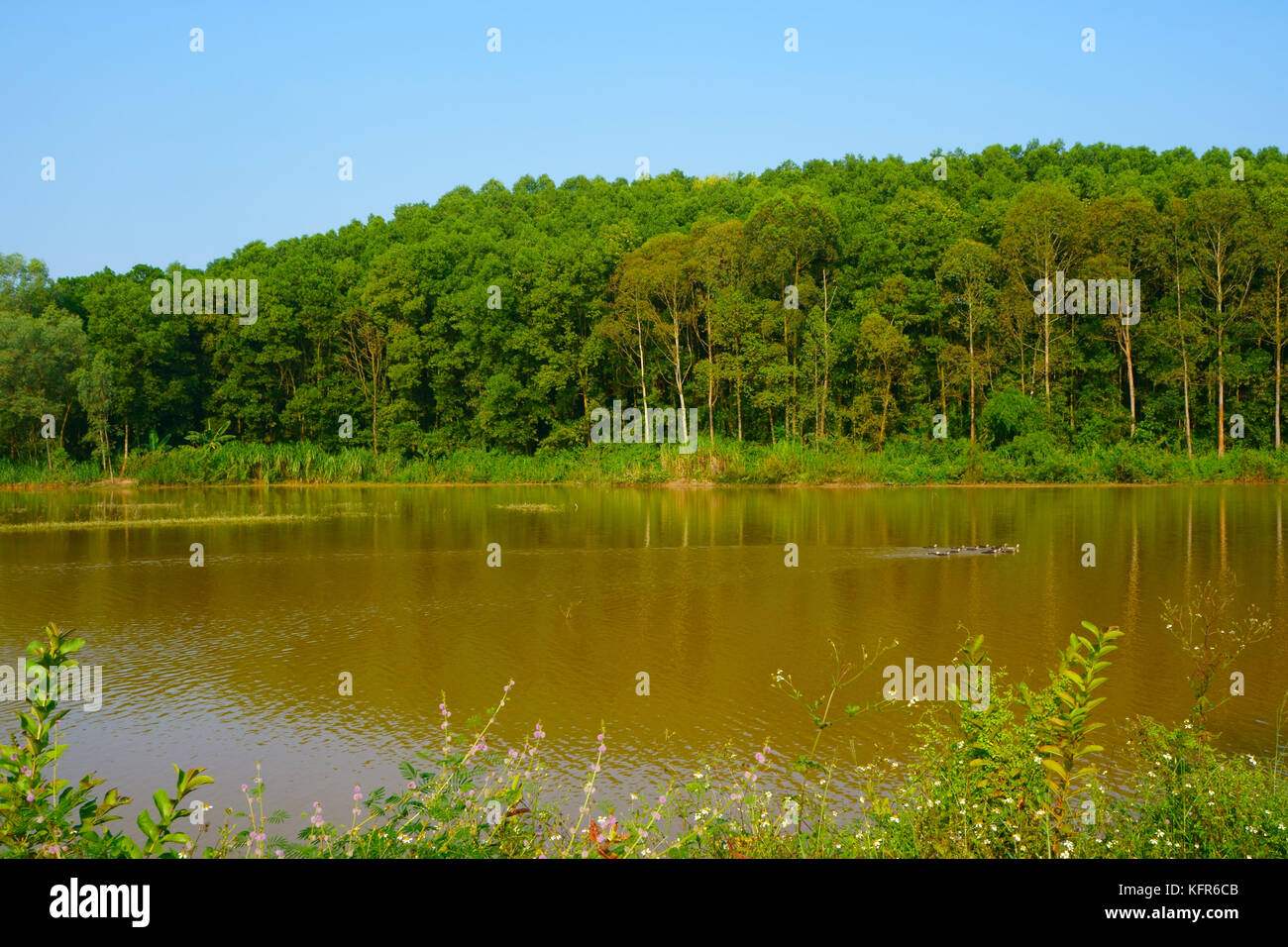 Tranquil lake scene with trees hi-res stock photography and images - Alamy