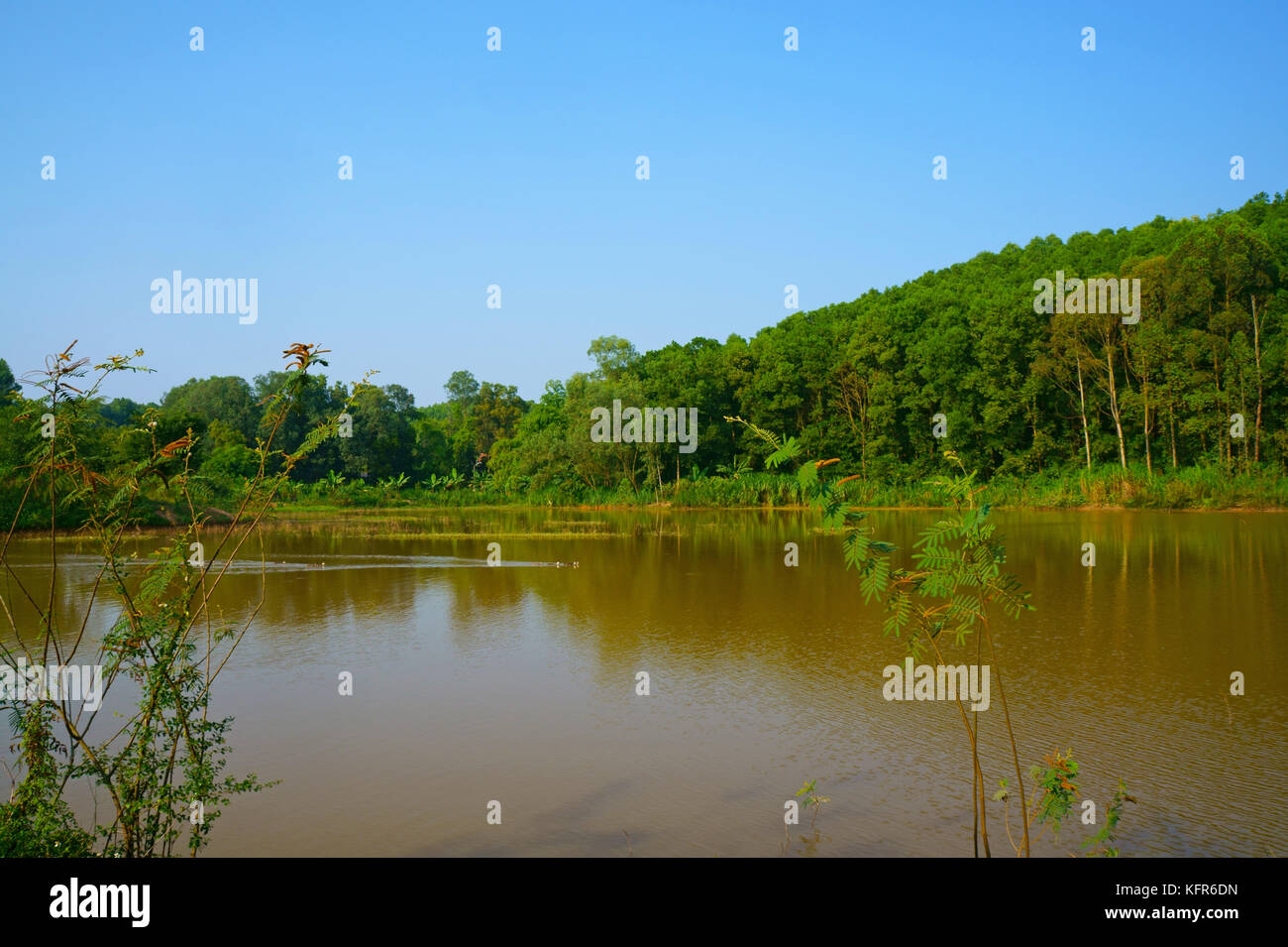 Tranquil lake scene with trees hi-res stock photography and images - Alamy