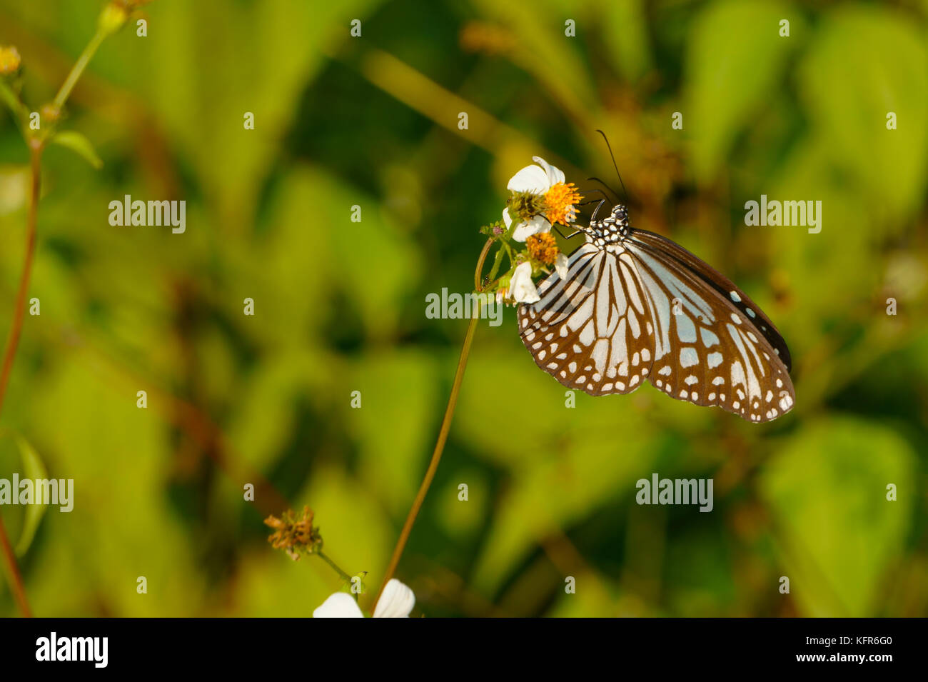 Butterfly and flower in pollination, Parantica sita Stock Photo - Alamy