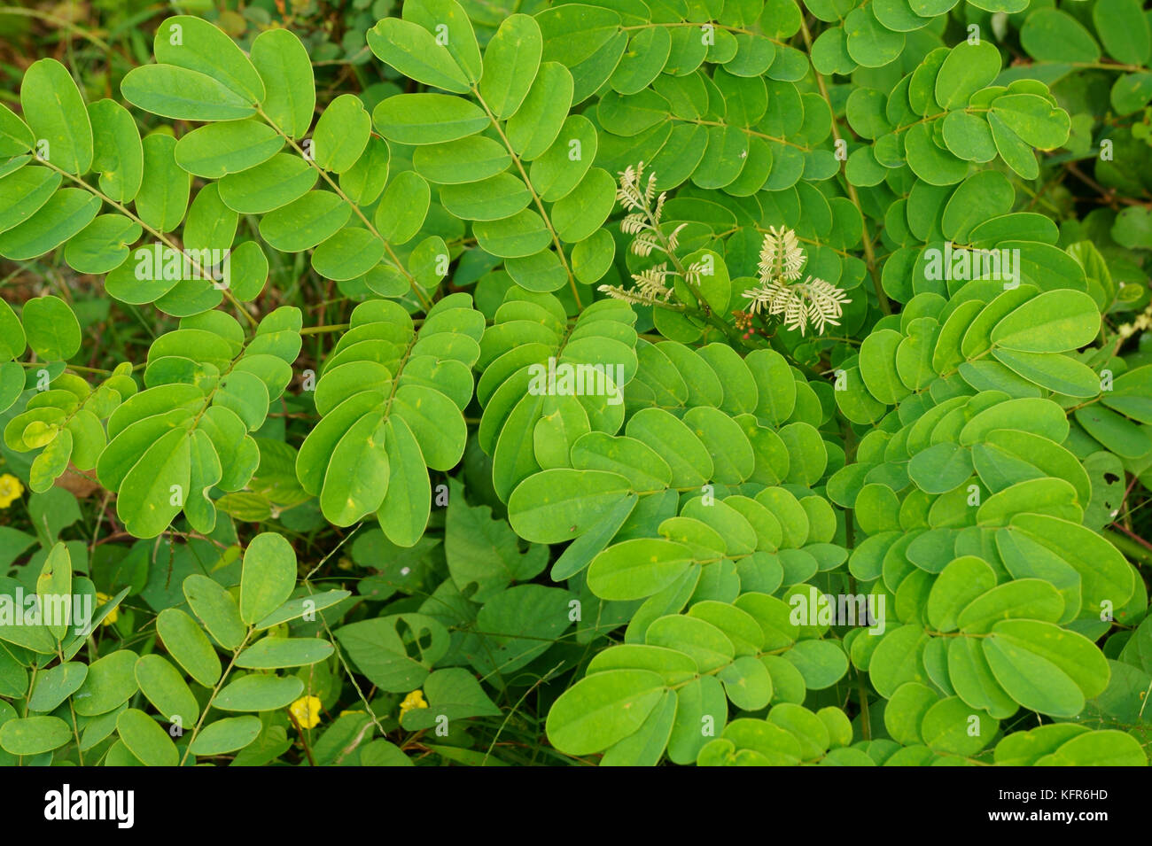 Natural background of green leaves Stock Photo - Alamy