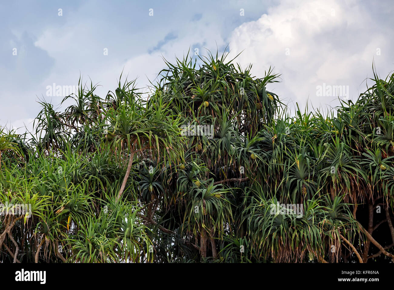Screw Pine or Pandanus grows on sea shore Stock Photo - Alamy