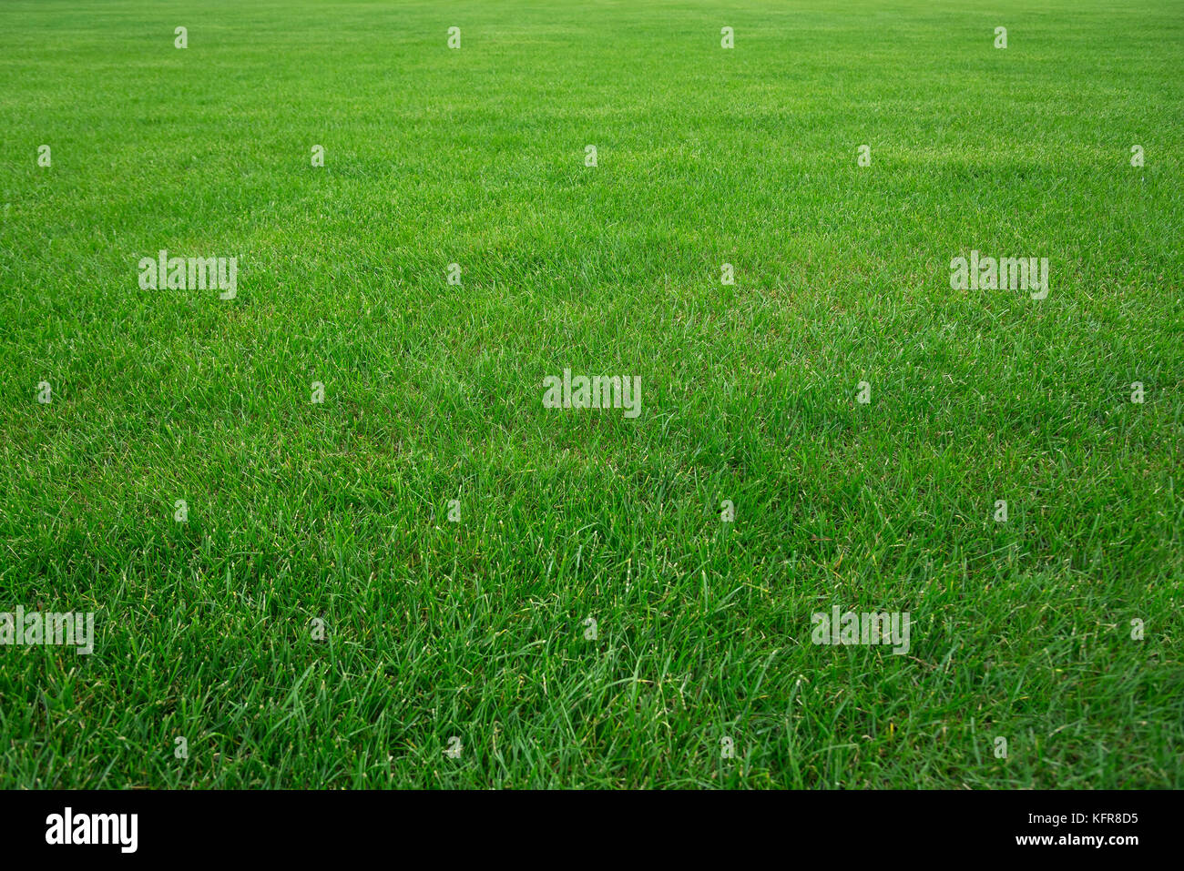 Beautiful green grass texture Stock Photo - Alamy