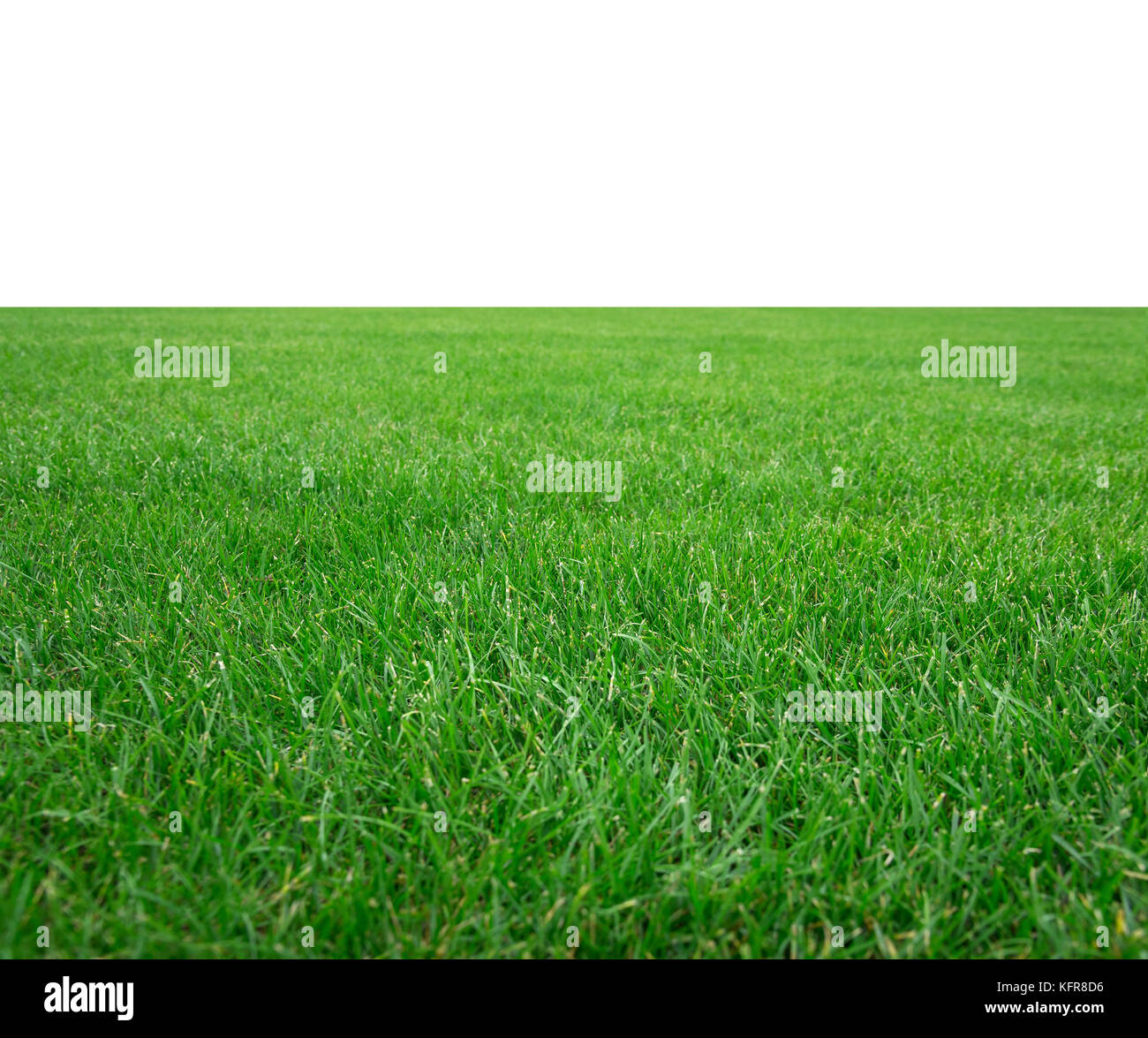 Beautiful green grass texture Stock Photo - Alamy